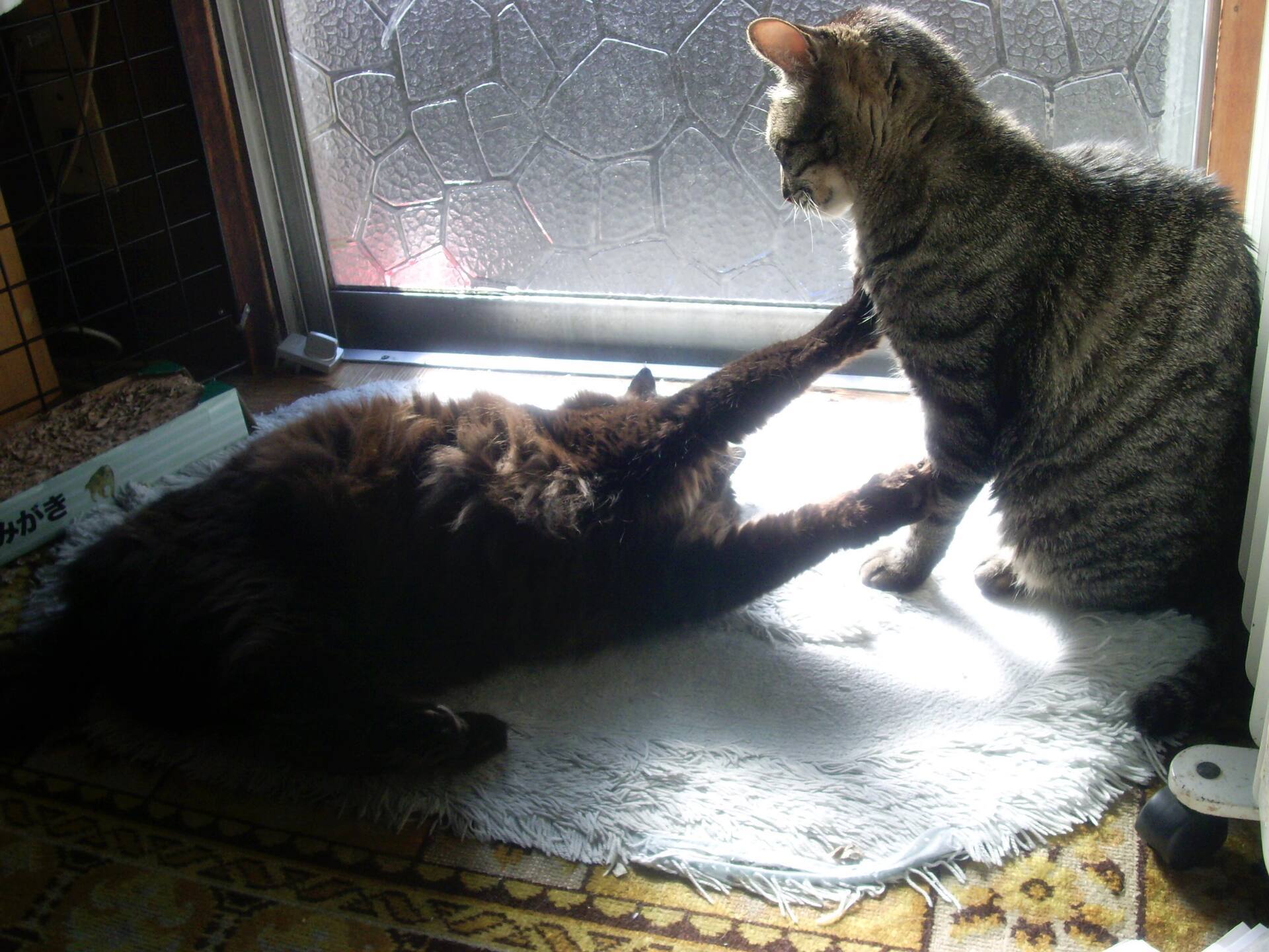 よもぎとクロ: 猫と昔ばなし